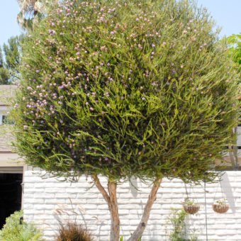 Pink melaleuca - Waterwise Garden Planner
