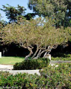 Pink melaleuca - Waterwise Garden Planner