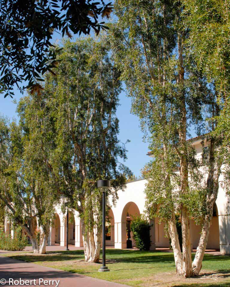 Cajeput tree - Waterwise Garden Planner