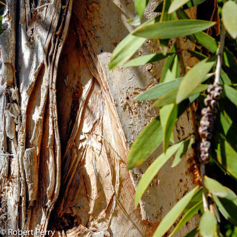 Cajeput tree - Waterwise Garden Planner