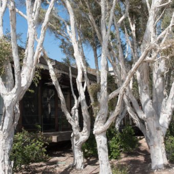 Cajeput tree - Waterwise Garden Planner