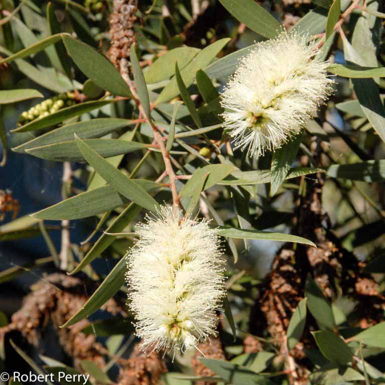 Cajeput tree - Waterwise Garden Planner