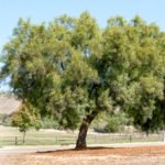 African sumac - Waterwise Garden Planner