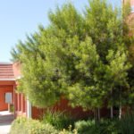 African sumac - Waterwise Garden Planner
