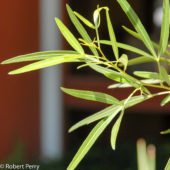 African sumac - Waterwise Garden Planner