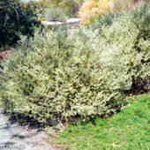 Coast rosemary - Waterwise Garden Planner
