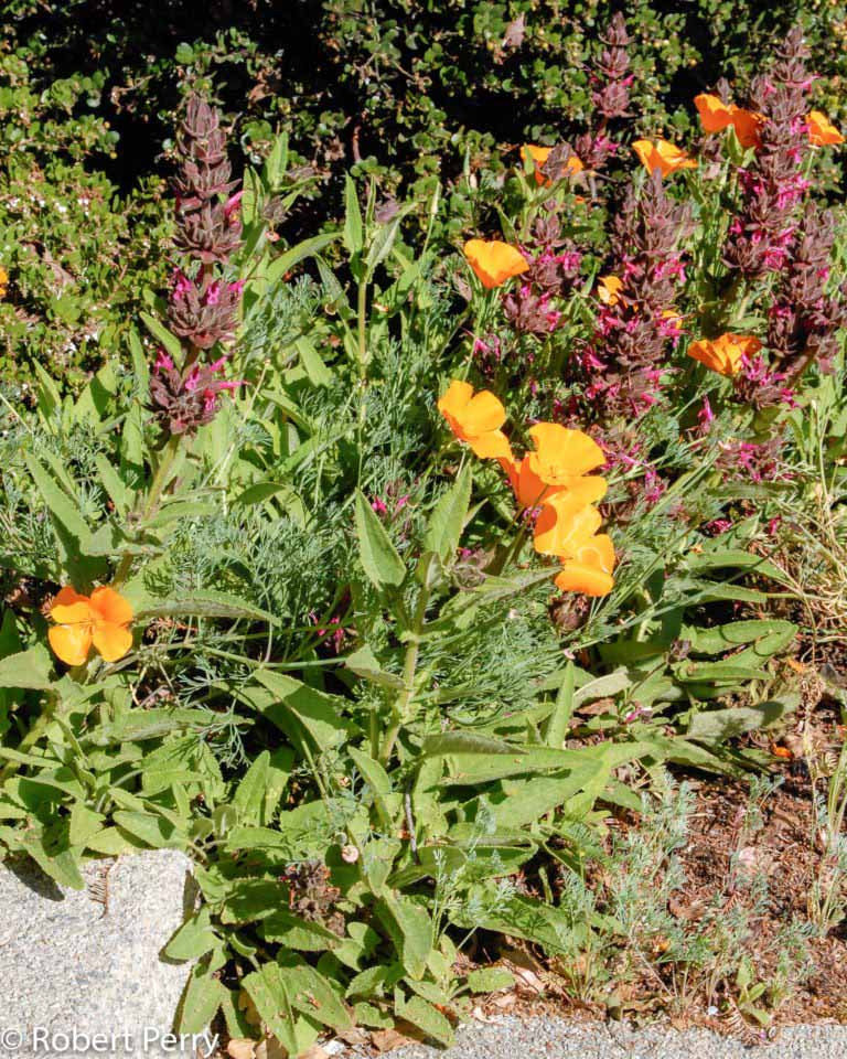 Hummingbird sage - Waterwise Garden Planner
