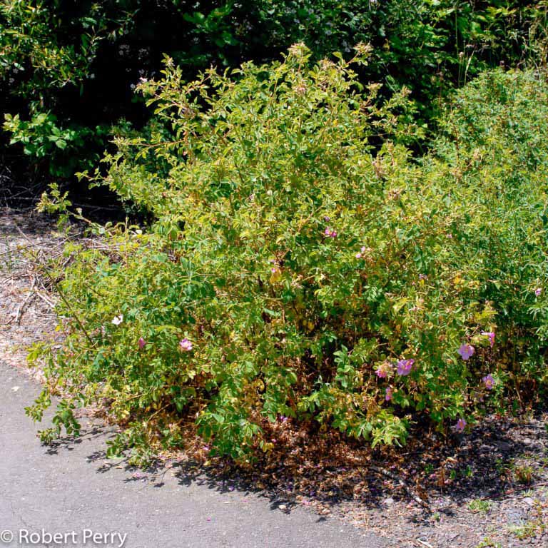 California wild rose - Waterwise Garden Planner