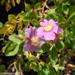 California wild rose - Waterwise Garden Planner