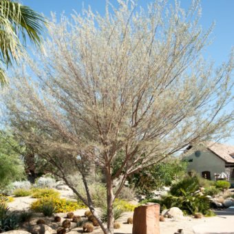 Mulga - Waterwise Garden Planner
