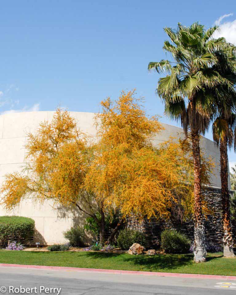 Sweet acacia - Waterwise Garden Planner