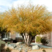 Sweet acacia - Waterwise Garden Planner