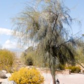 Shoestring acacia - Waterwise Garden Planner