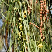 Shoestring acacia - Waterwise Garden Planner