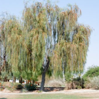 Shoestring acacia - Waterwise Garden Planner