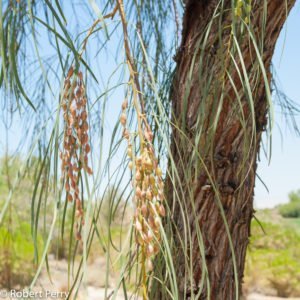 Shoestring acacia - Waterwise Garden Planner