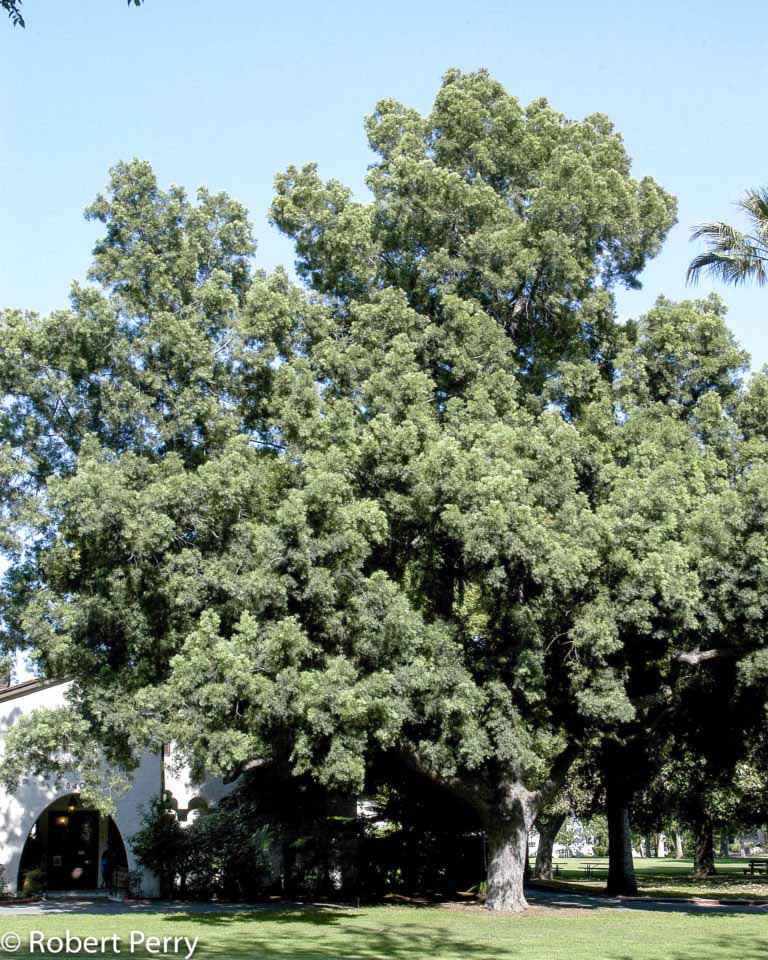 Fern pine - Waterwise Garden Planner