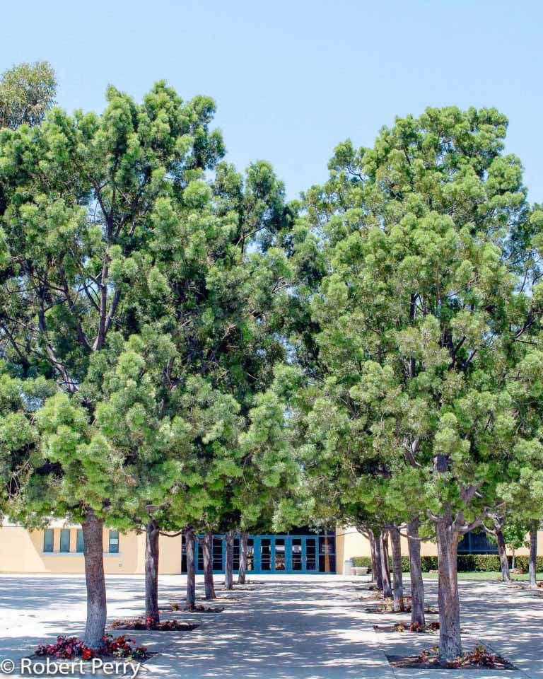 Fern pine - Waterwise Garden Planner