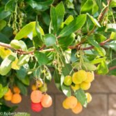 Strawberry tree - Waterwise Garden Planner