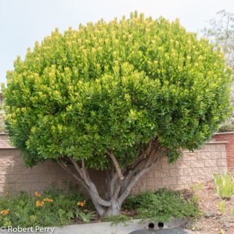 Strawberry tree - Waterwise Garden Planner