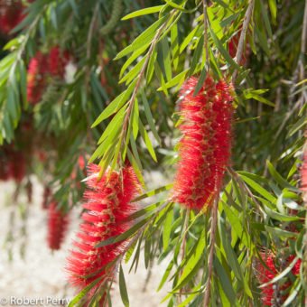 Weeping bottlebrush - Waterwise Garden Planner
