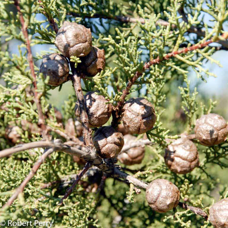Tecate cypress - Waterwise Garden Planner