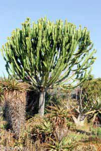 Candelabra tree - Waterwise Garden Planner