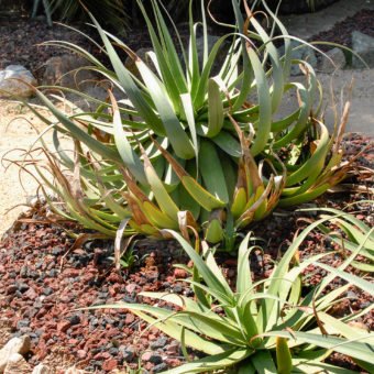 Spider agave - Waterwise Garden Planner