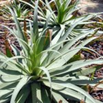 Spider agave - Waterwise Garden Planner