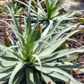 Spider agave - Waterwise Garden Planner