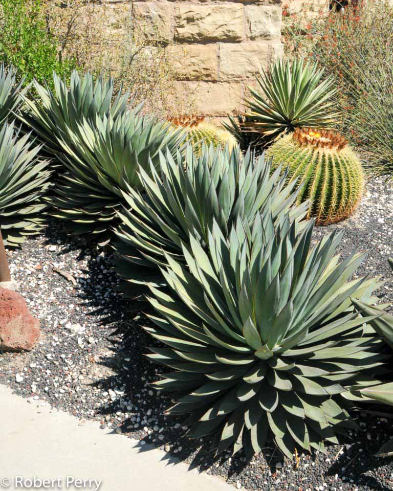 Blue Glow agave - Waterwise Garden Planner