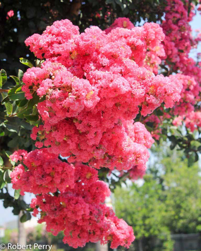 Crape myrtle - Waterwise Garden Planner