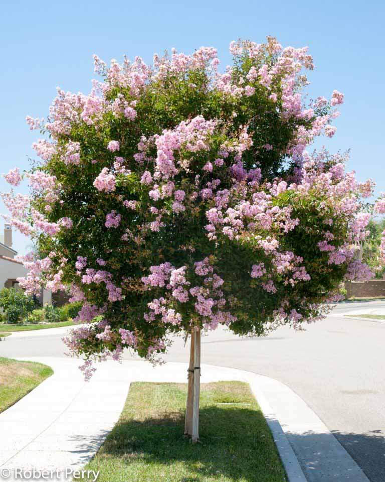 Crape myrtle - Waterwise Garden Planner
