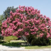 Crape myrtle - Waterwise Garden Planner