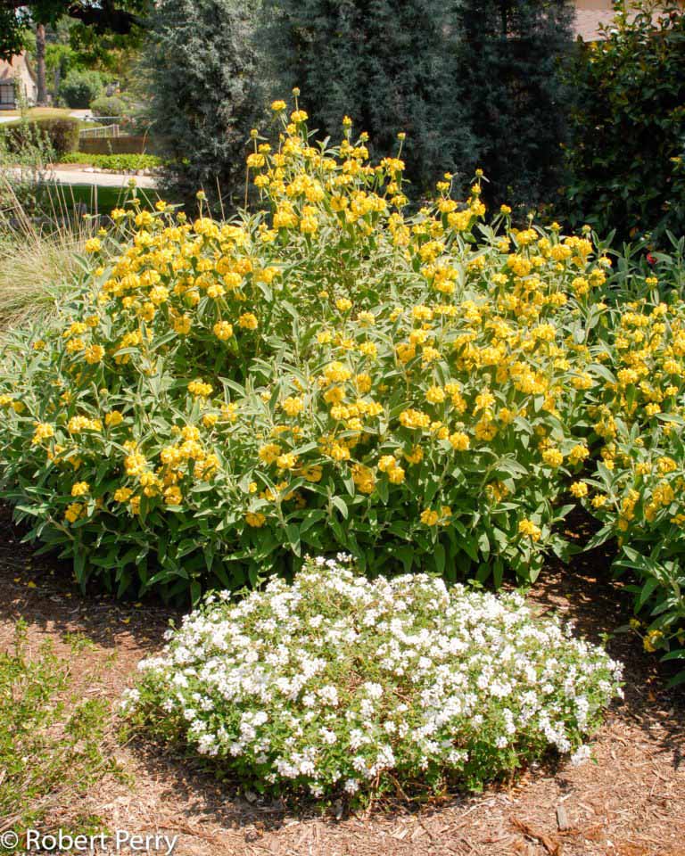Jerusalem sage - Waterwise Garden Planner