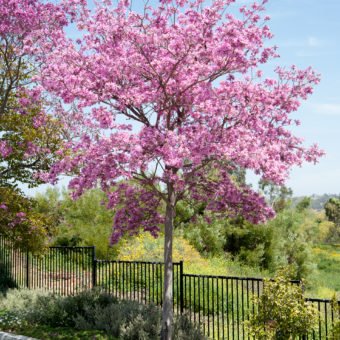 Pink trumpet tree - Waterwise Garden Planner