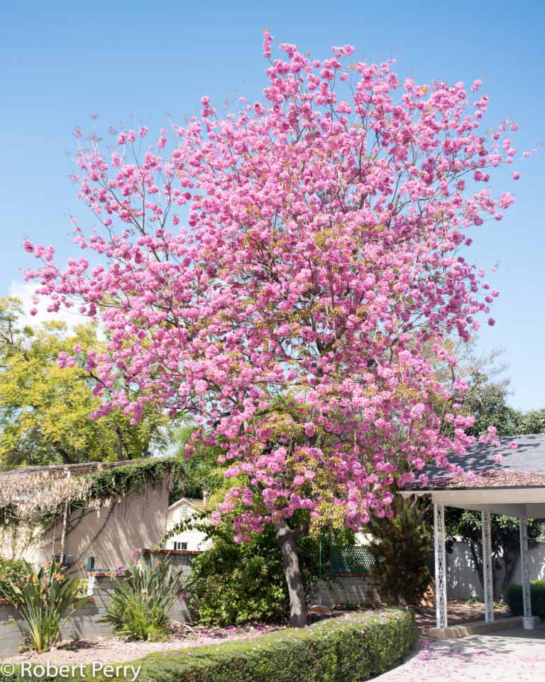 Pink trumpet tree - Waterwise Garden Planner