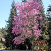 Pink trumpet tree - Waterwise Garden Planner