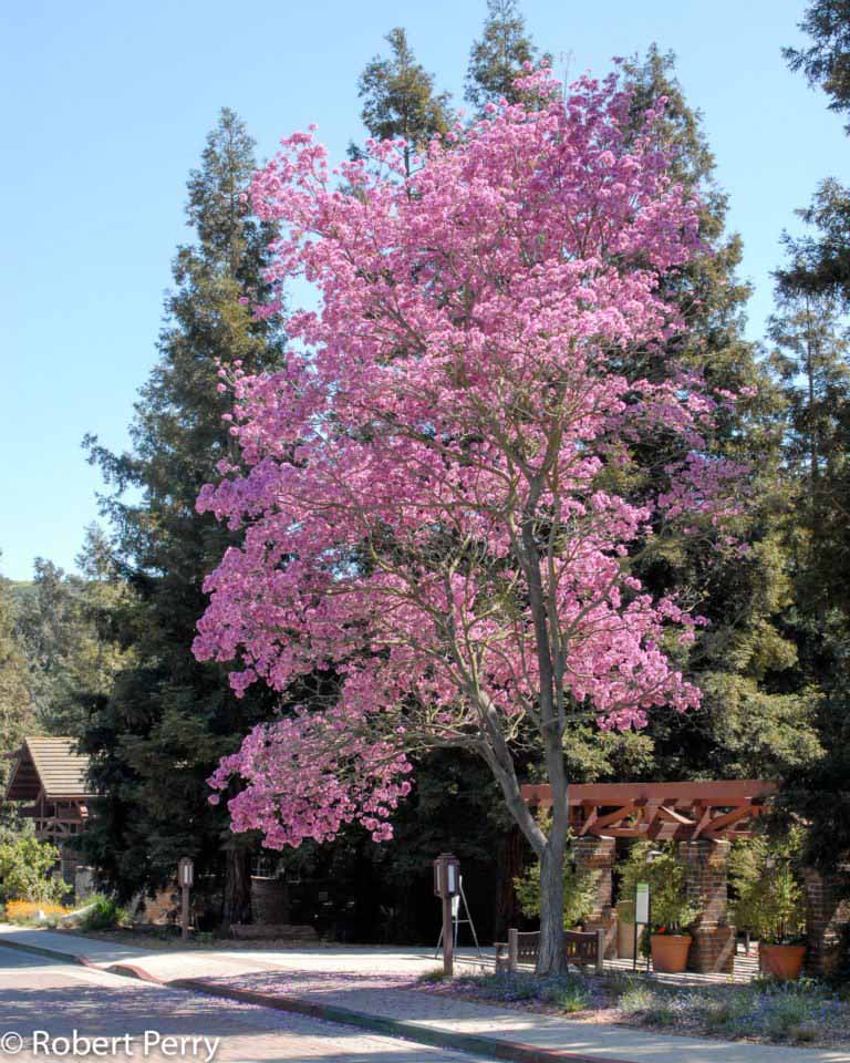 Pink trumpet tree - Waterwise Garden Planner