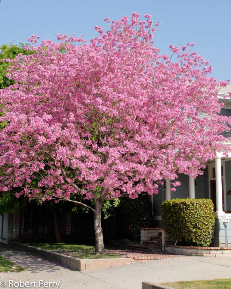 Pink trumpet tree - Waterwise Garden Planner