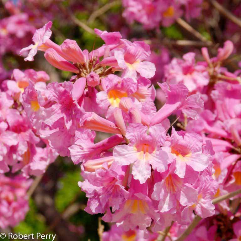 Pink trumpet tree - Waterwise Garden Planner