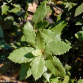 Island oak - Waterwise Garden Planner