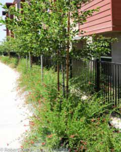 Island snapdragon + cv - Waterwise Garden Planner