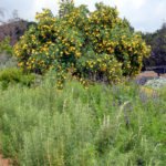 Island bush poppy - Waterwise Garden Planner