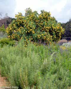 Island bush poppy - Waterwise Garden Planner