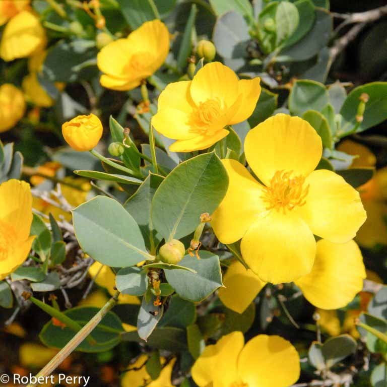 Island bush poppy - Waterwise Garden Planner