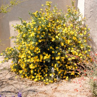 Island bush poppy - Waterwise Garden Planner