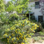 Island bush poppy - Waterwise Garden Planner