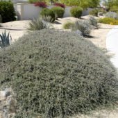 Trailing indigo bush - Waterwise Garden Planner