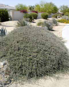 Trailing indigo bush - Waterwise Garden Planner